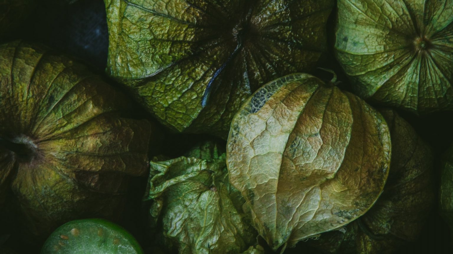 Physalis fruta ⋆ Bienestarvalencia.com - Cuida tu salud