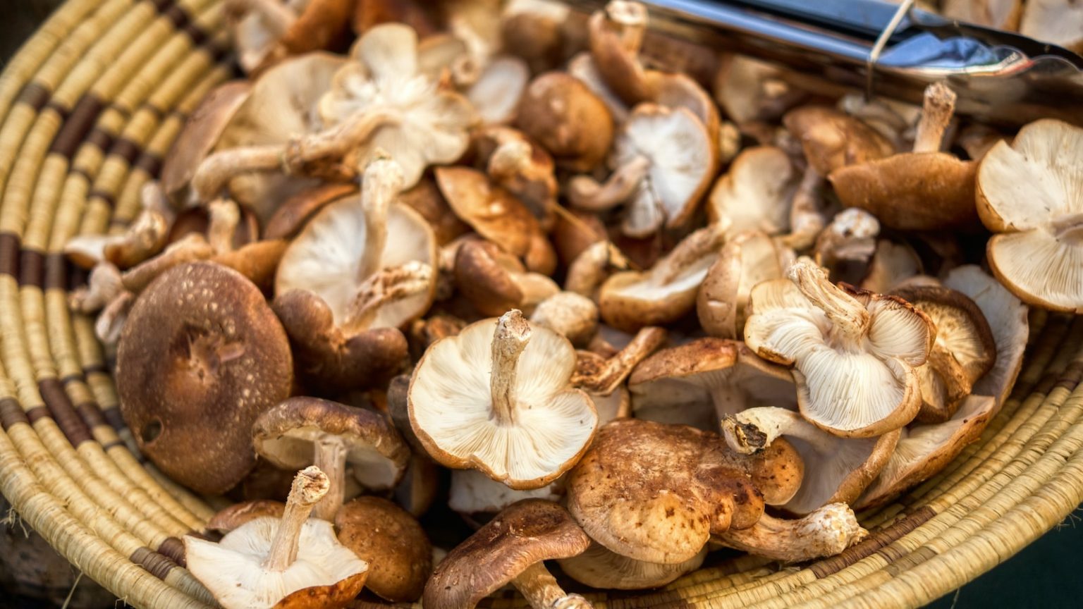 Shiitake: propiedades ⋆ Bienestarvalencia.com - Cuida tu salud