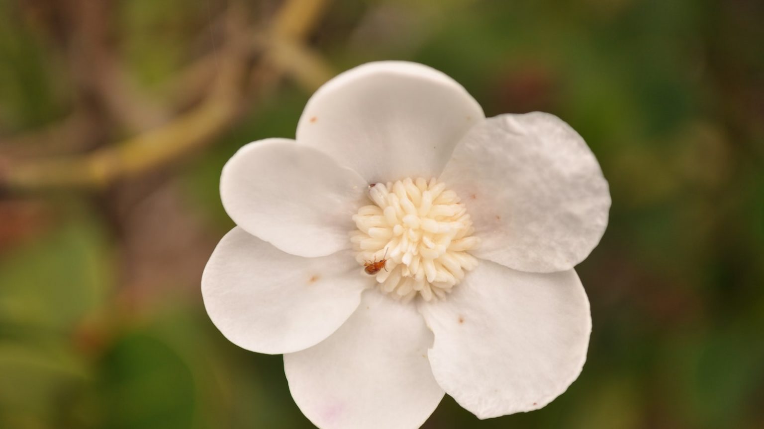 Thain alimento ⋆ Bienestarvalencia.com - Cuida tu salud