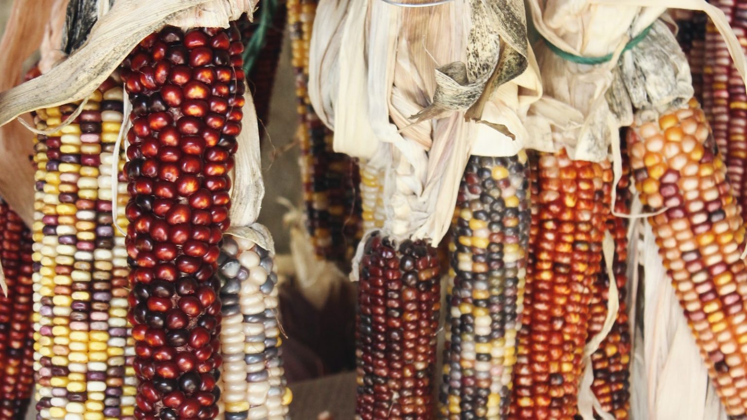 Maiz fruto seco ⋆ Bienestarvalencia.com - Cuida tu salud