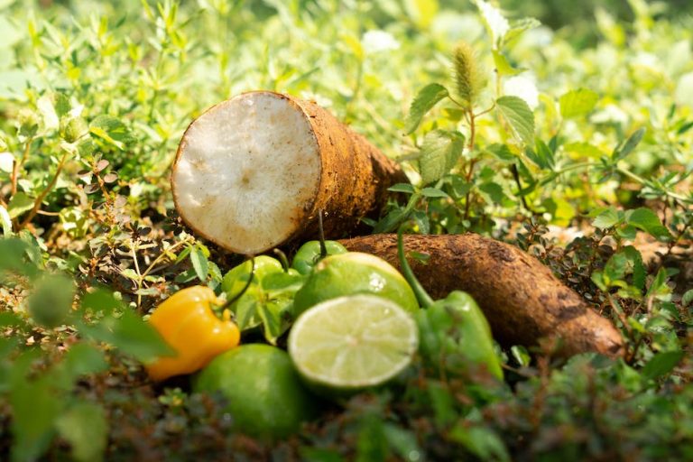 Almidon de yuca agria ⋆ Bienestarvalencia.com - Cuida tu salud