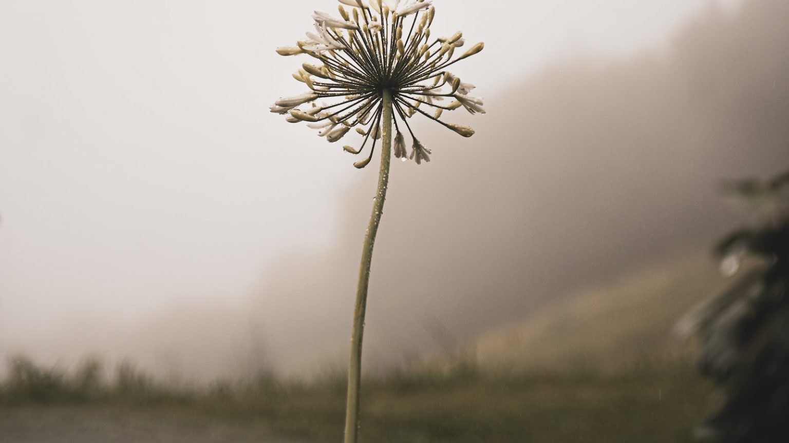 Lenteja flor ⋆ Bienestarvalencia.com - Cuida tu salud
