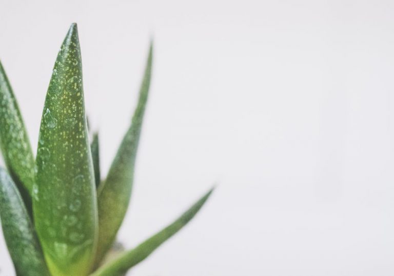 Aloe vera puro propiedades ⋆ Bienestarvalencia.com - Cuida tu salud