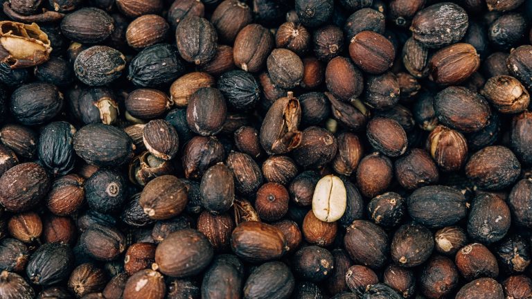 Romero seco usos ⋆ Bienestarvalencia.com - Cuida tu salud